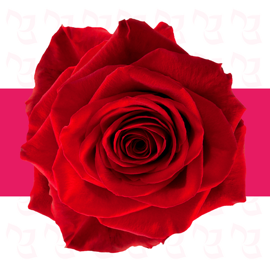 RED ROSES – FlowerVision