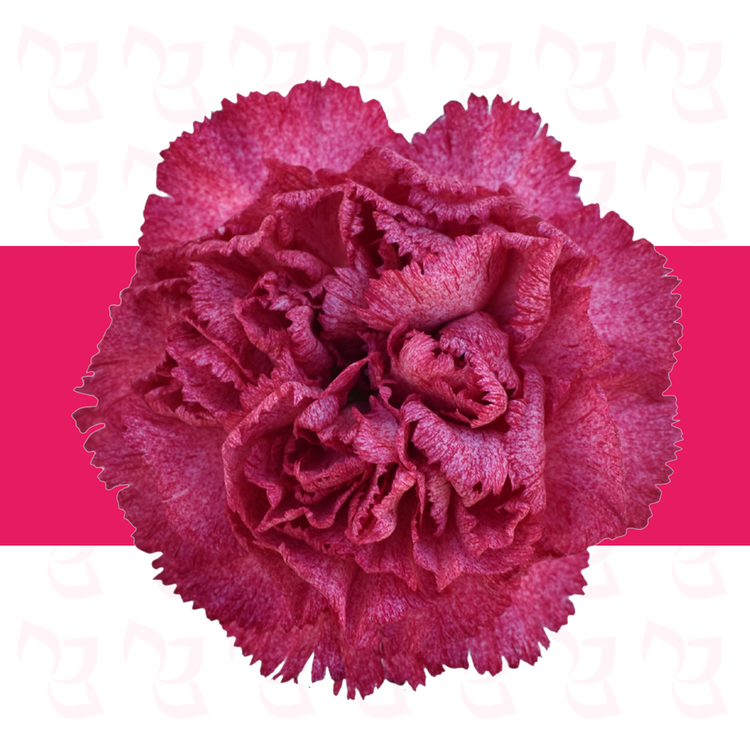 CARNATIONS – FlowerVision