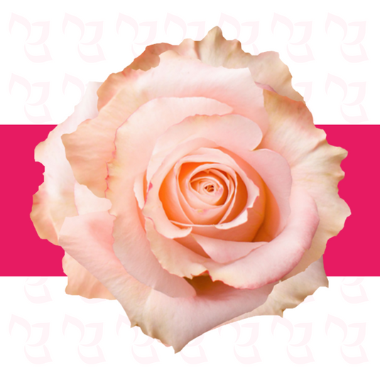 SUMMER ROSES – FlowerVision