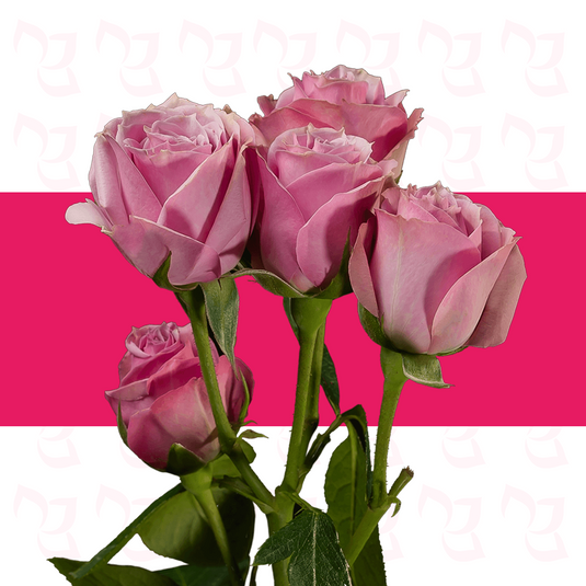 SPRAY ROSES – FlowerVision