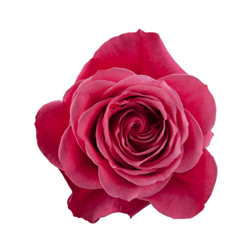 Cherry-O – FlowerVision