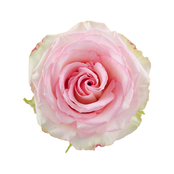 Esperance – FlowerVision