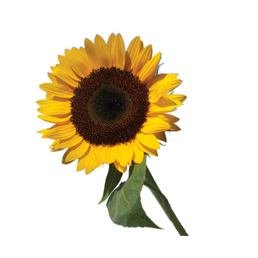 Sunflowers – FlowerVision