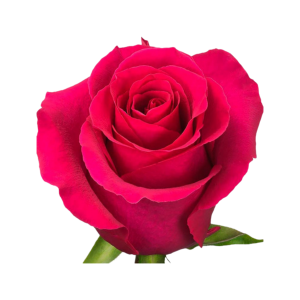 Gotcha – FlowerVision