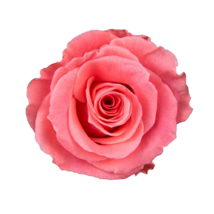 Amsterdam – FlowerVision