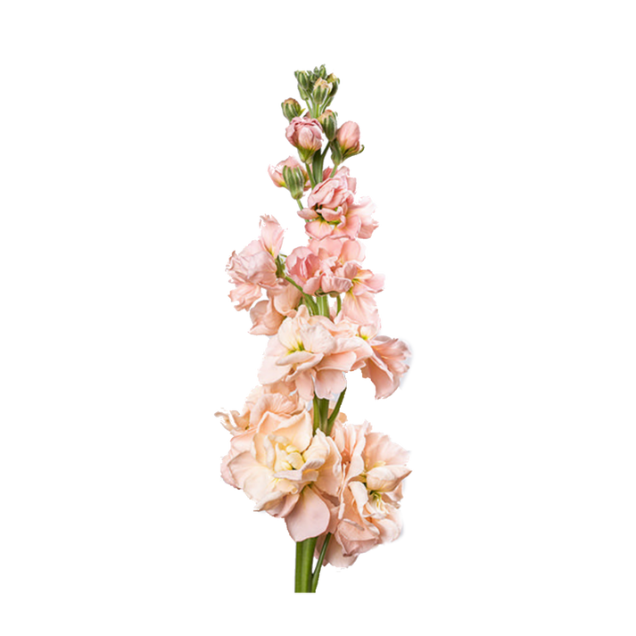 Aprico Stock – FlowerVision