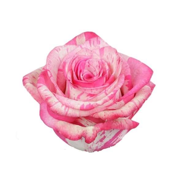 Magic time – FlowerVision