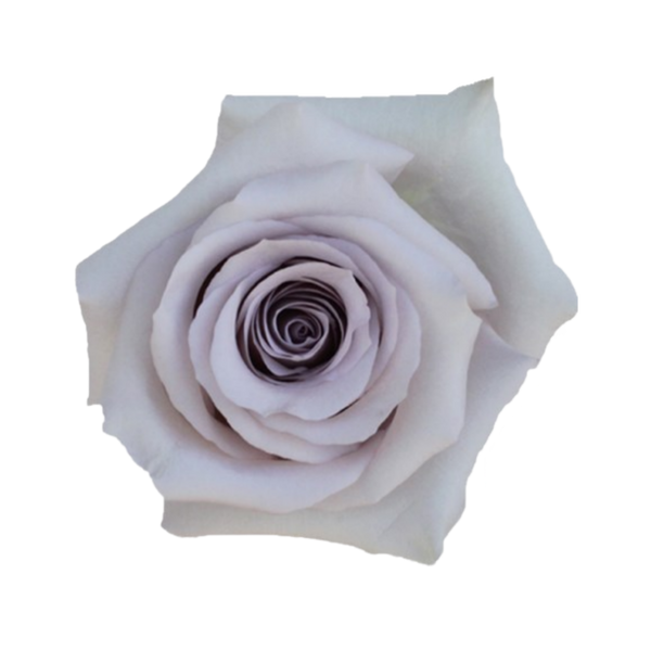 Andrea – FlowerVision