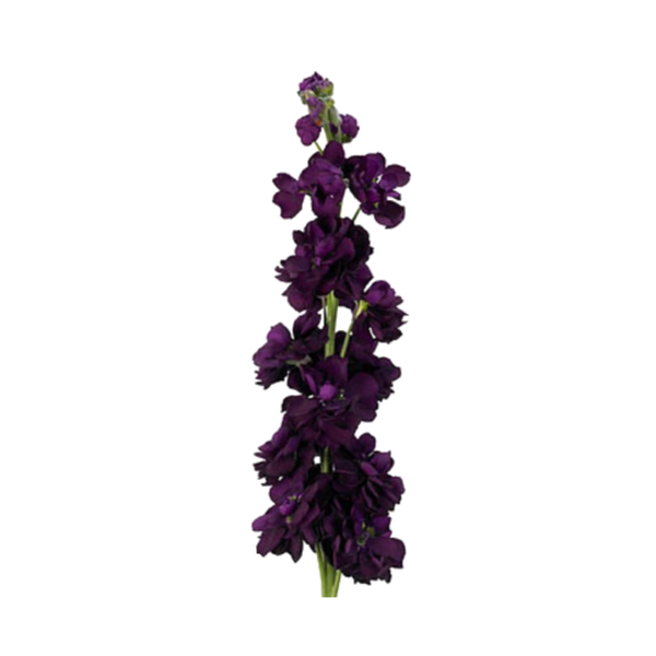 Dark Purple Stock – FlowerVision