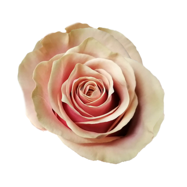 Pink Amaretto – FlowerVision