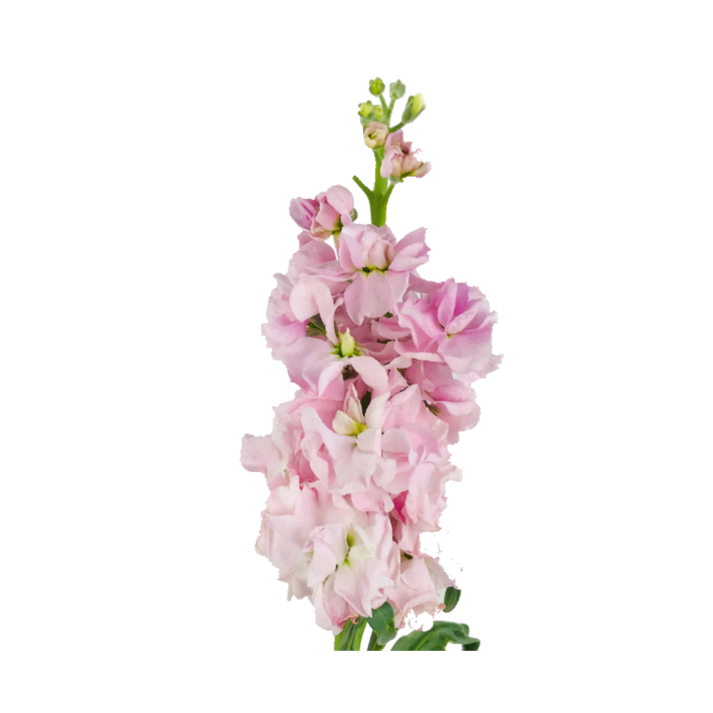 Light Pink Stock – FlowerVision