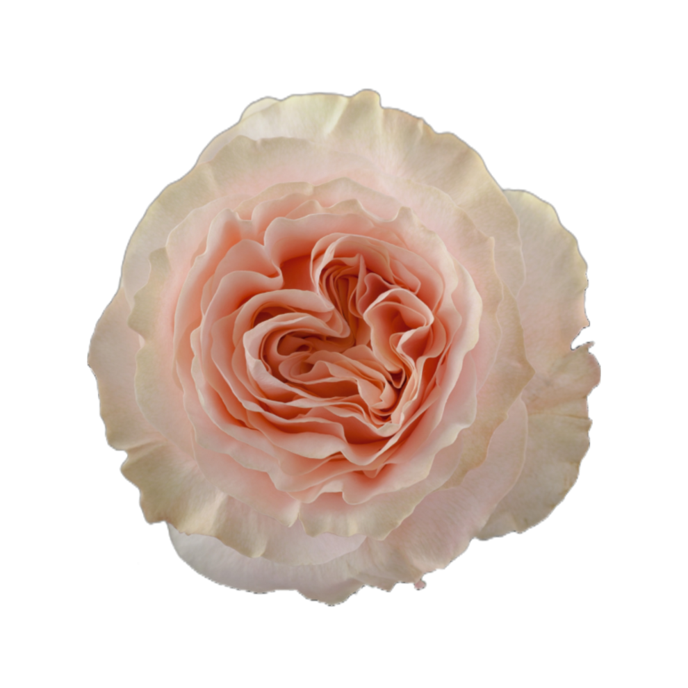 Princess Crown – FlowerVision