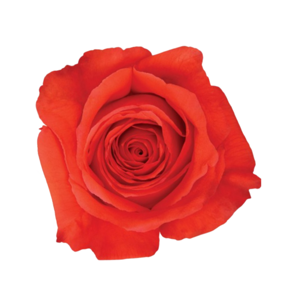 Rockstar – FlowerVision