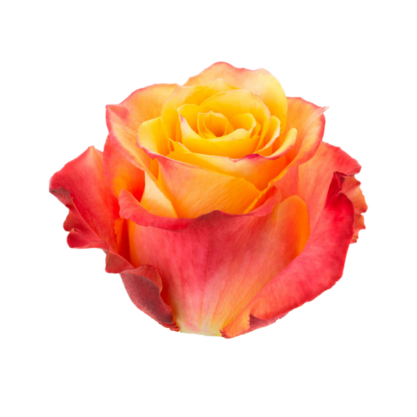 Silantoi – FlowerVision