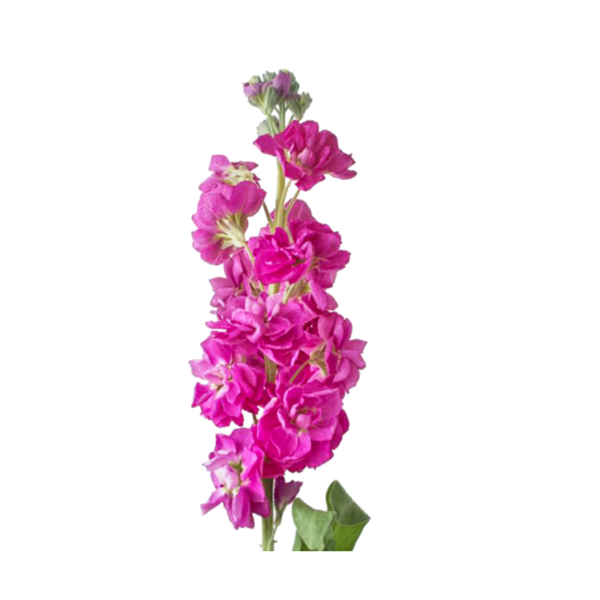 Hot Pink Stock – FlowerVision