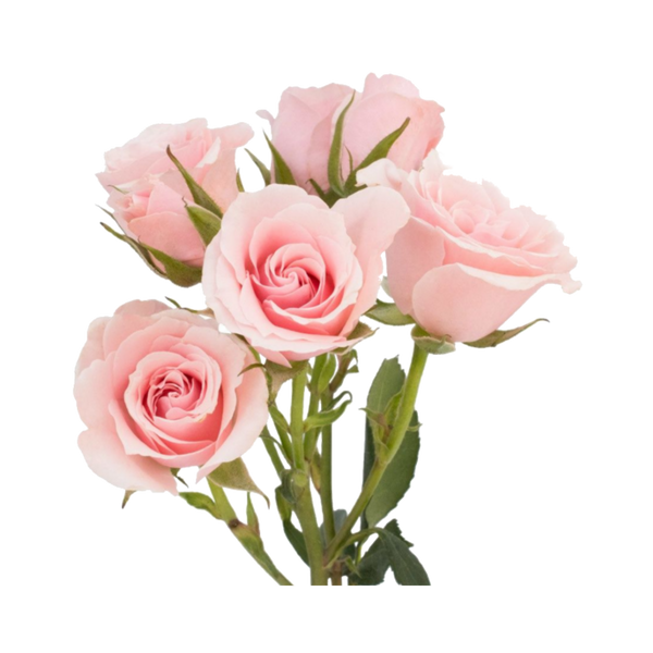 Sprays – FlowerVision