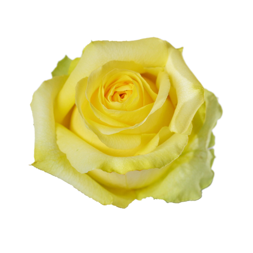 Tara – FlowerVision