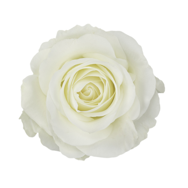 Tibet – FlowerVision