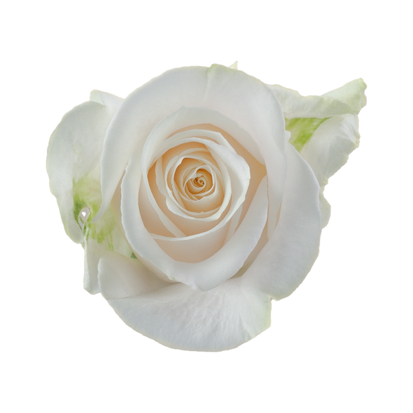 Vendela – FlowerVision