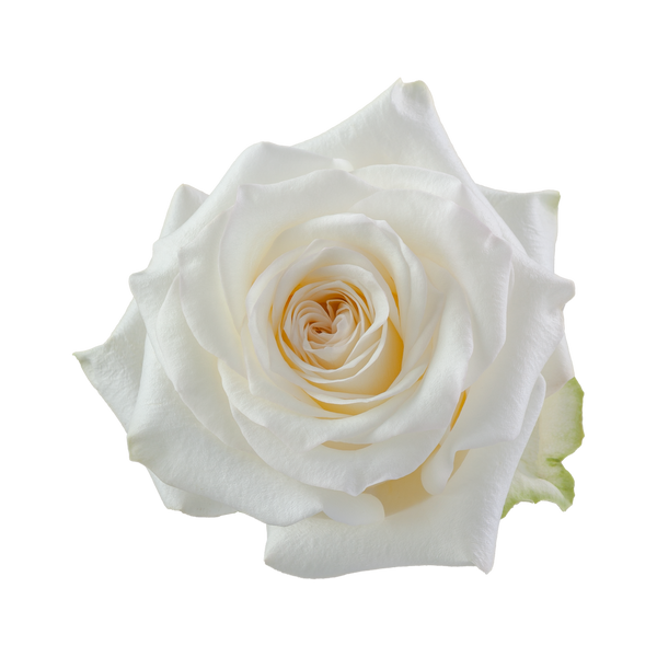 Candlelight – FlowerVision