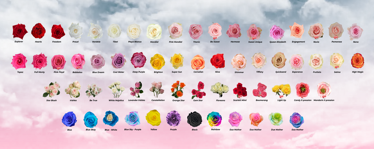 Roses – FlowerVision
