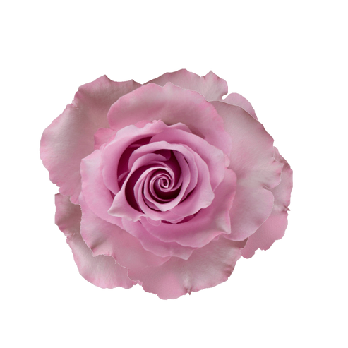 Blue Dream – FlowerVision