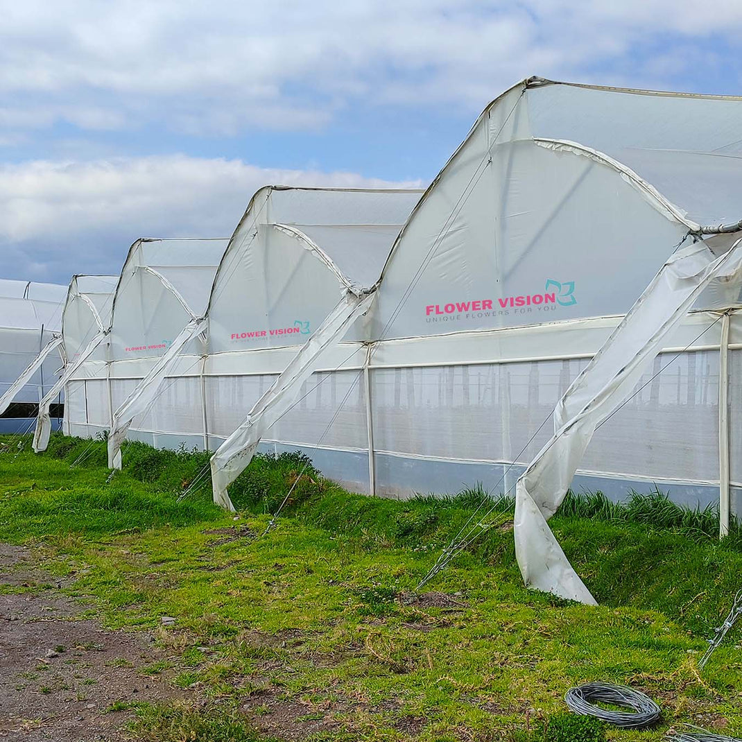 About Us – FlowerVision